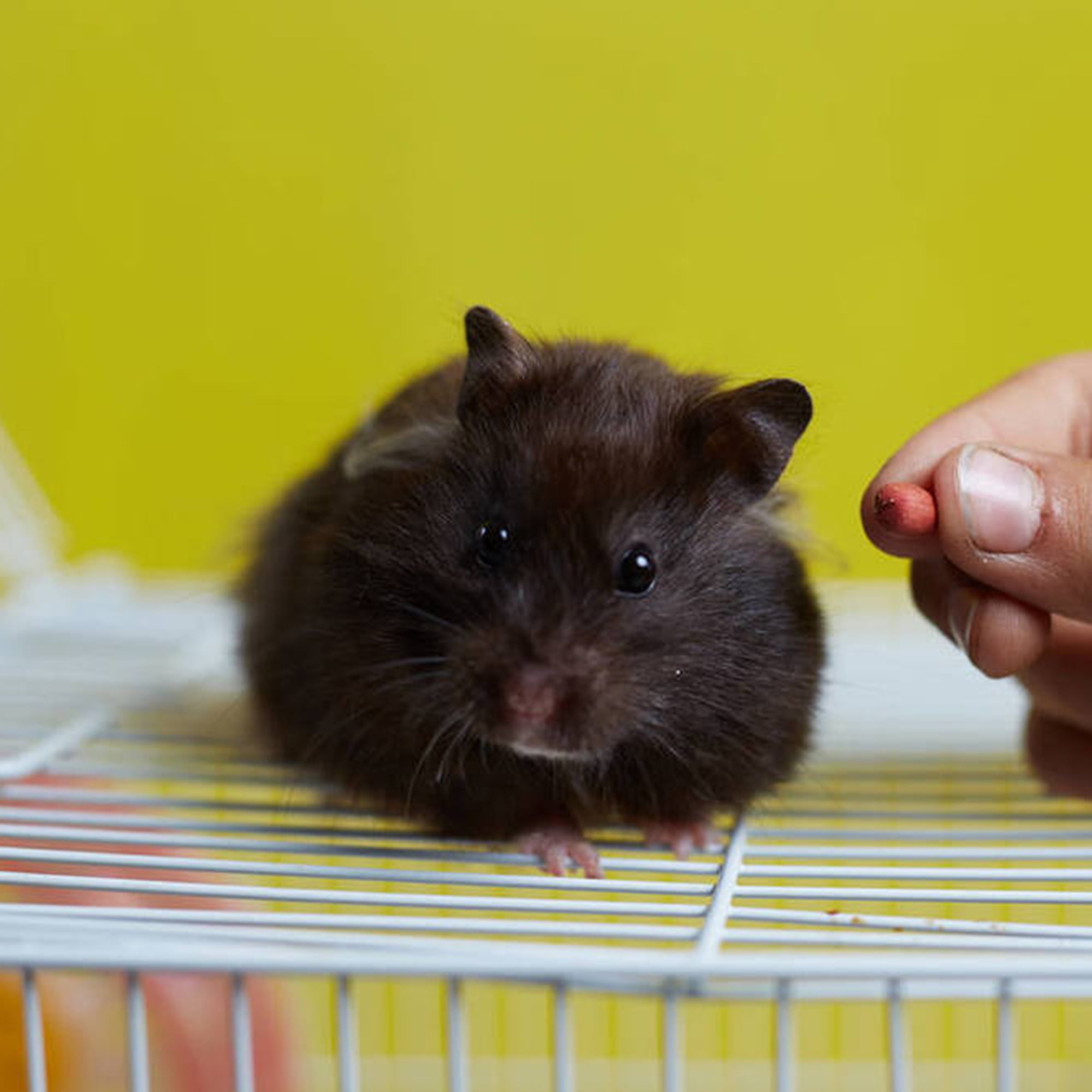 Teddy Bear Hamster Cage