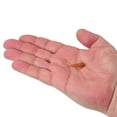 Berkley PowerBait® Trilobite, 1.5 in, Creatures, Natural (6 Count ...