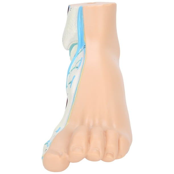 Modelo de pie normal, modelo de pie humano, modelo de pie para adultos ...