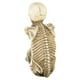 Design Toscano Mr. Bone Jangles Skeleton Sitter Statues: Set of Two ...