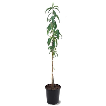 Free Shipping! Simpson Nurseries 24" Wonderful Pomegranate Live Plant ...