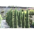 20 MEDITERRANEAN CYPRESS TREE Green Spire / Pencil Pine / Indian Cedar ...