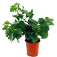 Amazing Pixie Riesling Grape Vine Plant -2.5" Pot- World's 1st Dwarf ...