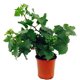 Amazing Pixie Riesling Grape Vine Plant -2.5" Pot- World's 1st Dwarf ...