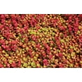 "Seedville USA, 50 Dragon's Blood Sedum Seeds, Red Stonecrop Sedum ...