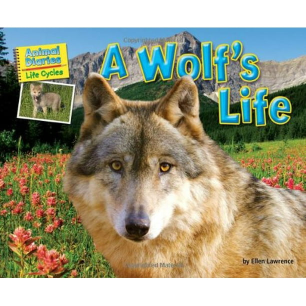 Wolf Life Cycle