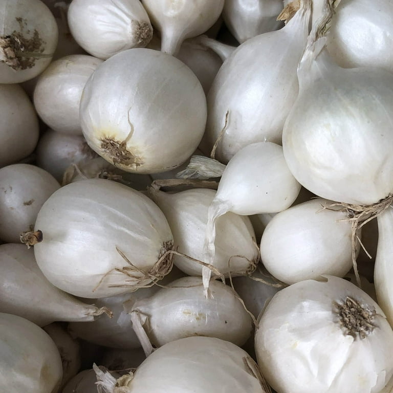 Growing White Onions