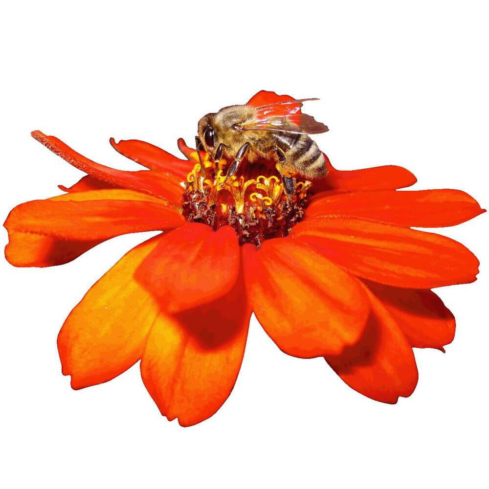 Arena "Pollen Nation" Die-Cut Wall Decal - Walmart.com