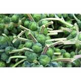 Catskill 400 Heirloom Brussel Sprout Seeds, Brassica Oleracea Vegetable ...