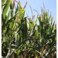 Dried Corn Stalk Bundle - 12 per Bundle - Walmart.com