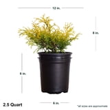Gold Mop Threadleaf False Cypress (2.5 Quart) Evergreen Shrub - Yellow ...