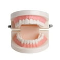 BE-TOOL Dental Standard Teeth Models Human Mouth Teaching Demonstration ...