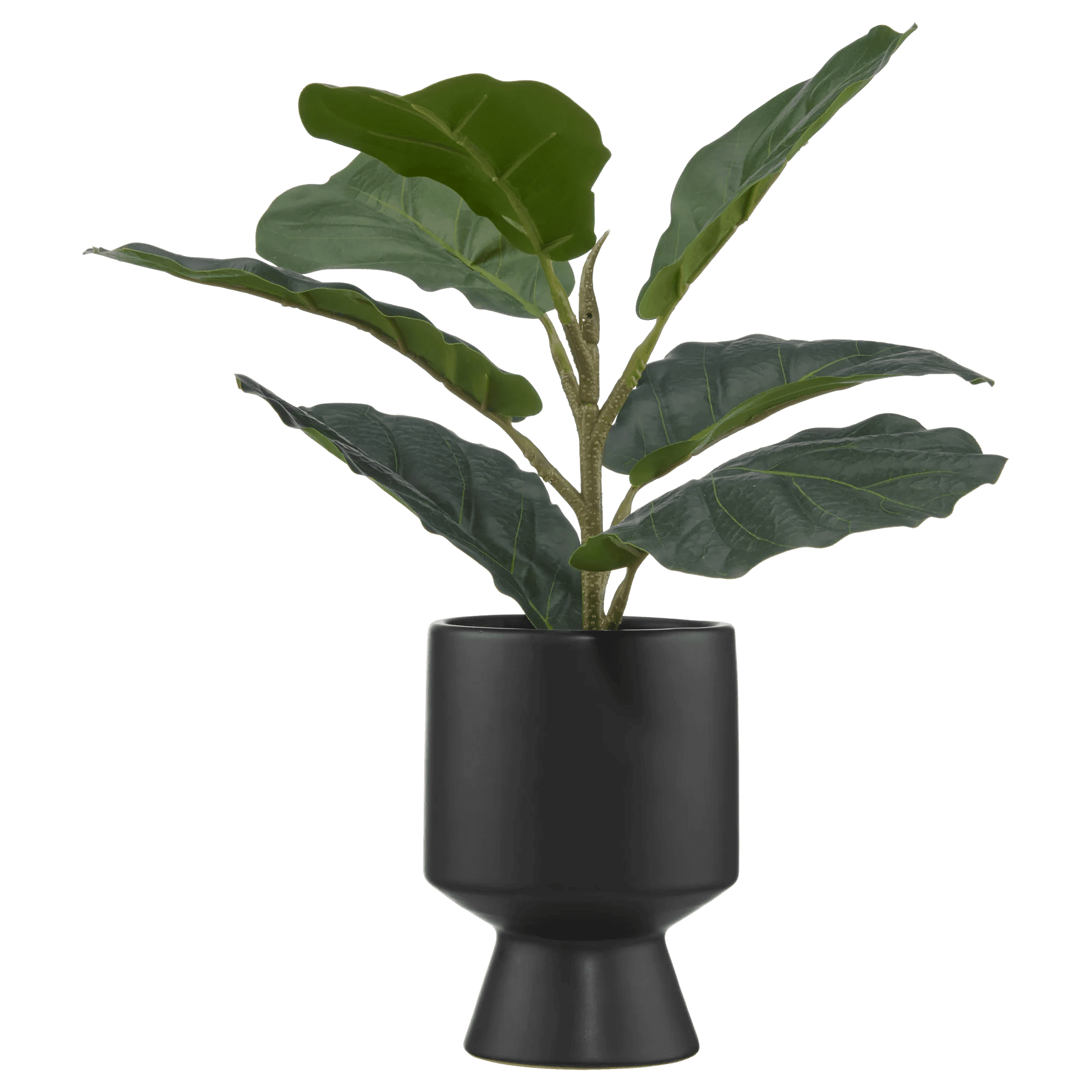Click here for Bouclair Green Ficus In Black Ceramic Pot 10 X 12... prices