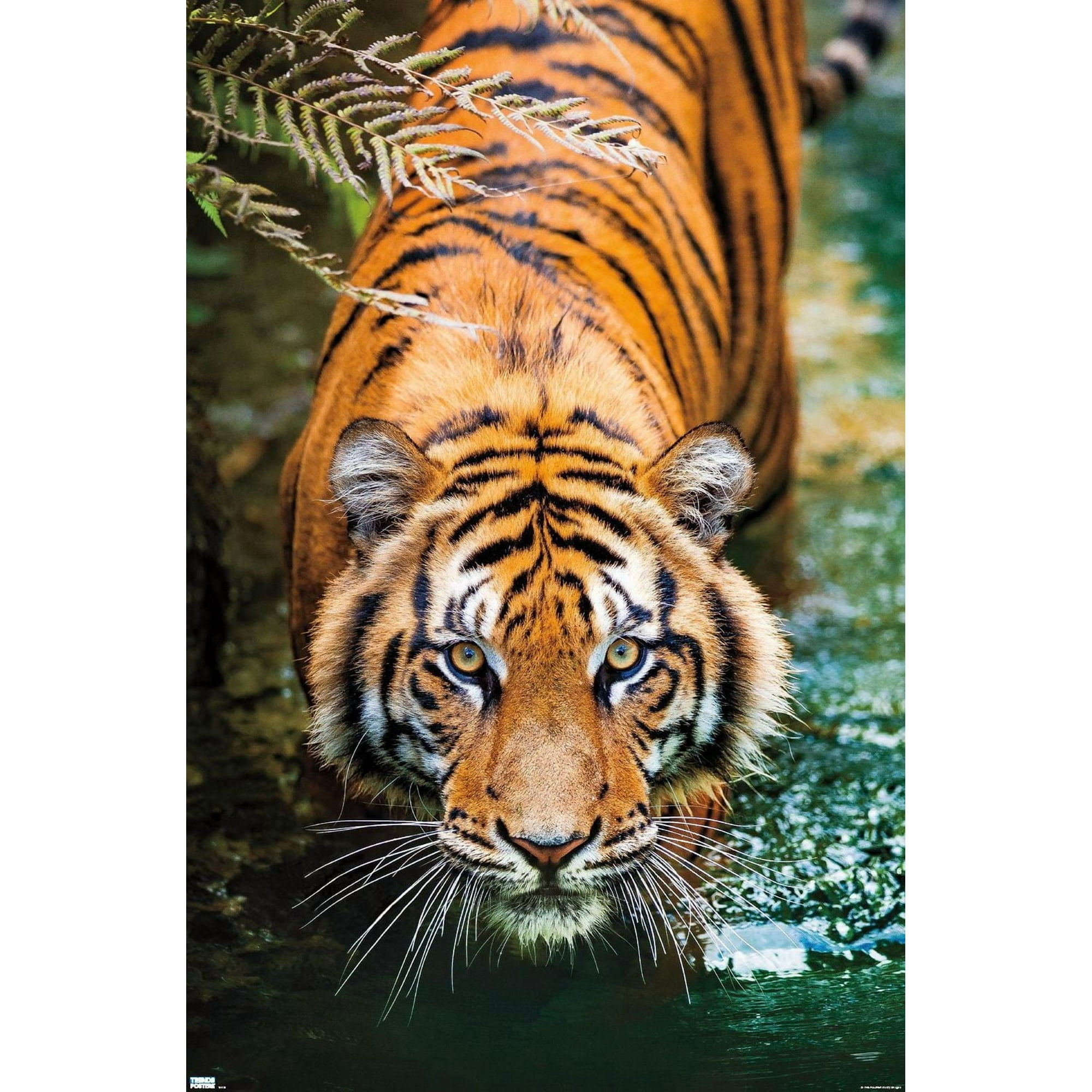 Click here for Trends International Tiger - Water Wall Poster  22... prices