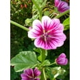10 VULCAN MALOPE Trifida / Mallowwort / Mallow Flower Seeds - Walmart.com