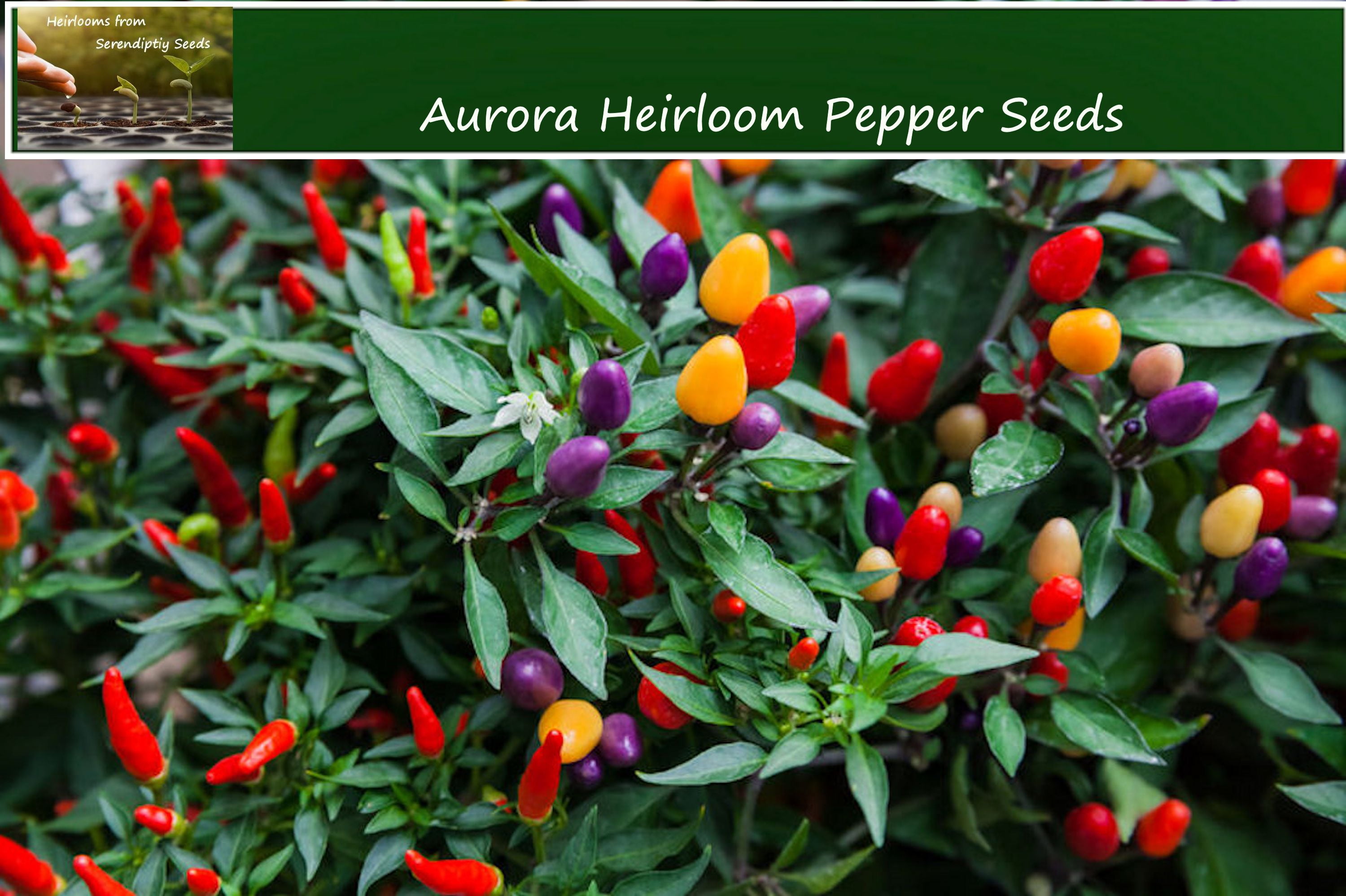 Vegetable Seeds - Aurora Pepper 10 Seeds! -Heirloom- All Natural ...