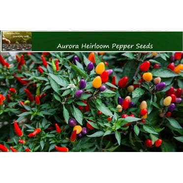 10 Heirloom Pepper Seeds- Golden Greek Pepperoncini -Sweet Flavor With ...