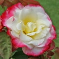 Heirloom Roses - Fragrant Double Delight Hybrid Tea Rose Bush, Live ...