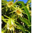250 Dragon Seeds Mix Pitahaya Rare varieties pitaya Easily Grow ...