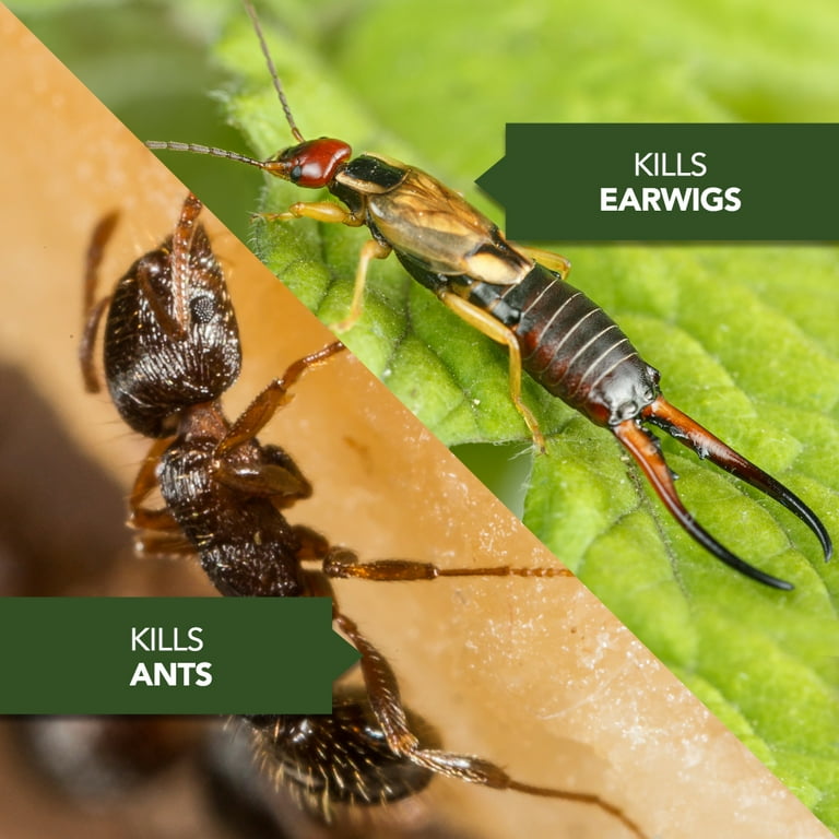Chemicals To Kill Earwigs