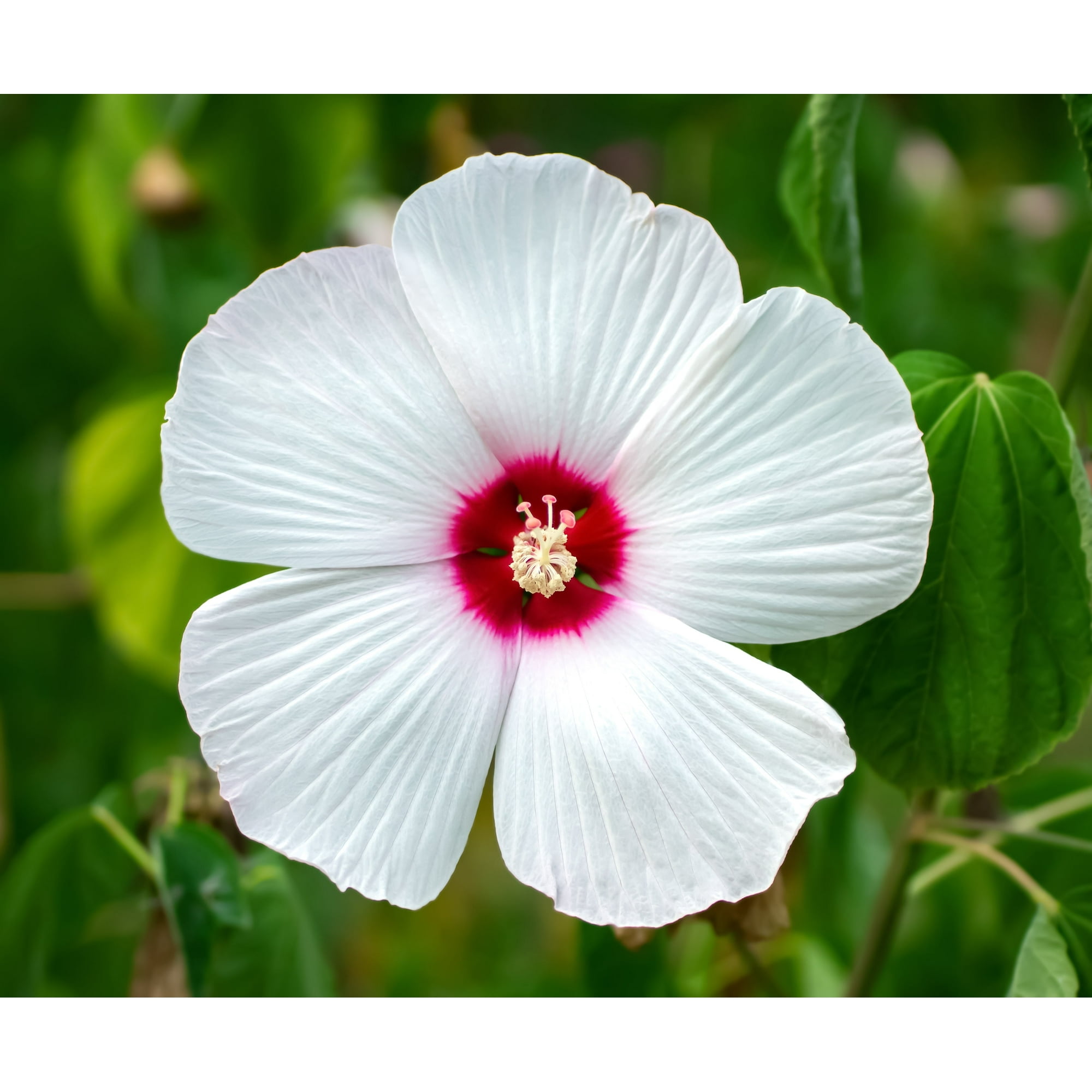 Click here for Seedville Usa 25 Luna White Hardy Hibiscus Hibiscu... prices