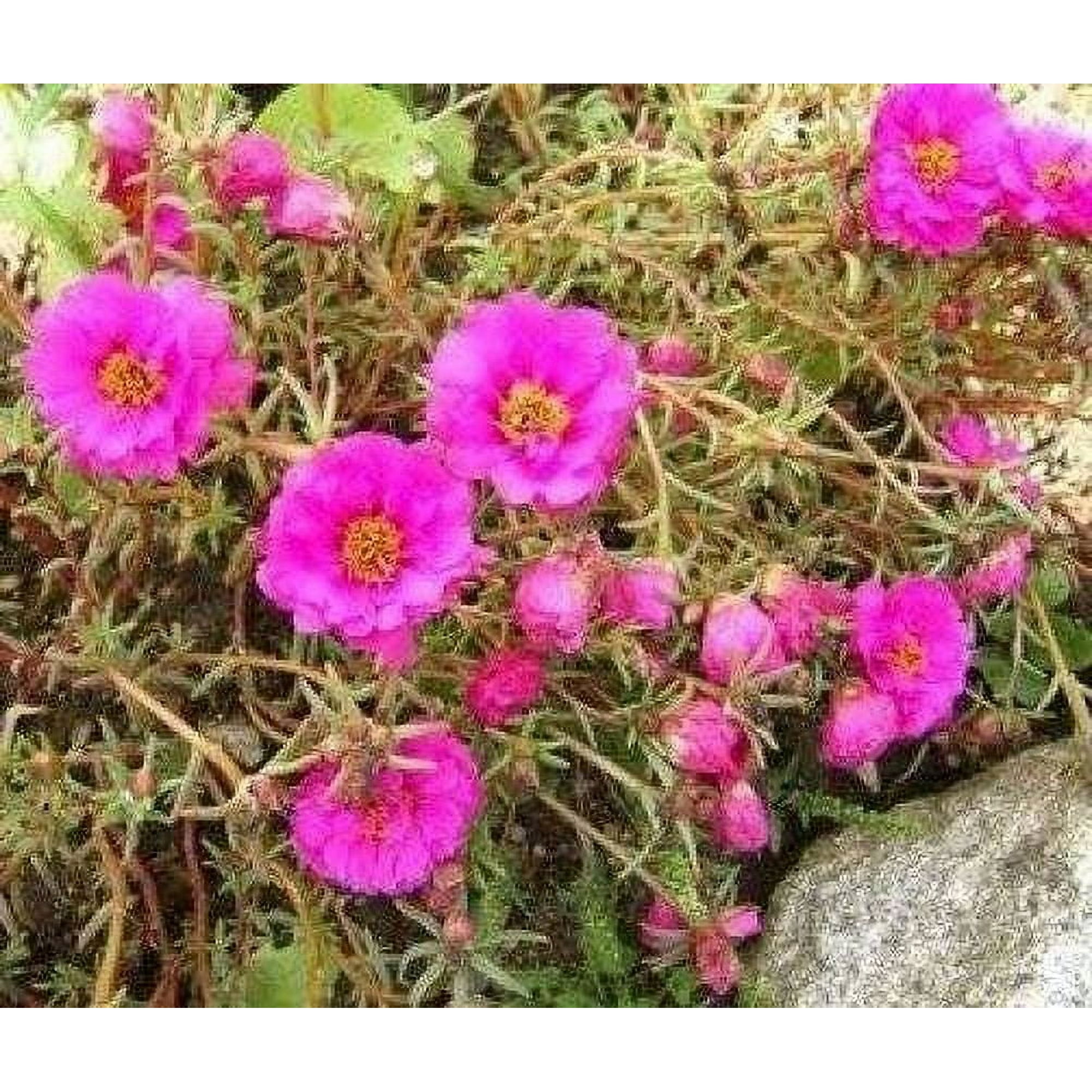 Click here for Seedville Usa 100 Pink Portulaca Grandiflora / Mos... prices