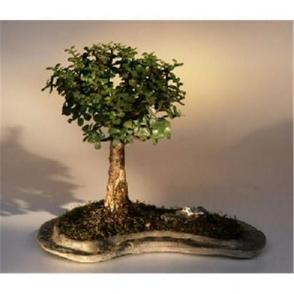 Baby Jade Bonsai Tree - Five Tree Forest Group - Portulacaria Afra ...