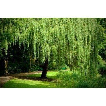 Outdoor Golden Weeping Willow Trees - 2 Live Plants Ready to Plant ...