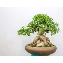 Weeping Fig Bonsai Tree Seeds -25 Seeds - Ficus benjamina, Excellent ...
