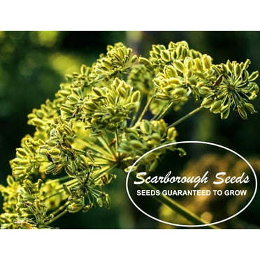 Maverick F1 Series Geranium Flower Garden Seeds - Quicksilver - 100 ...