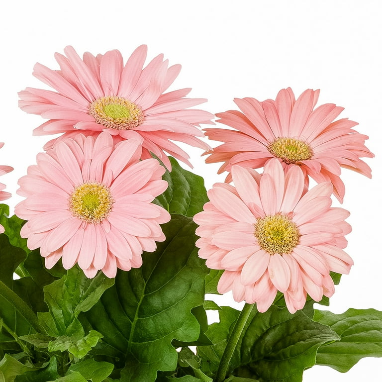 Gerbera Mixed Planter