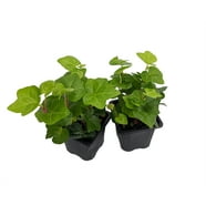 Oak Leaf Grape Ivy Plant - Cissus rhombifolia - 4" Pot - Walmart.com