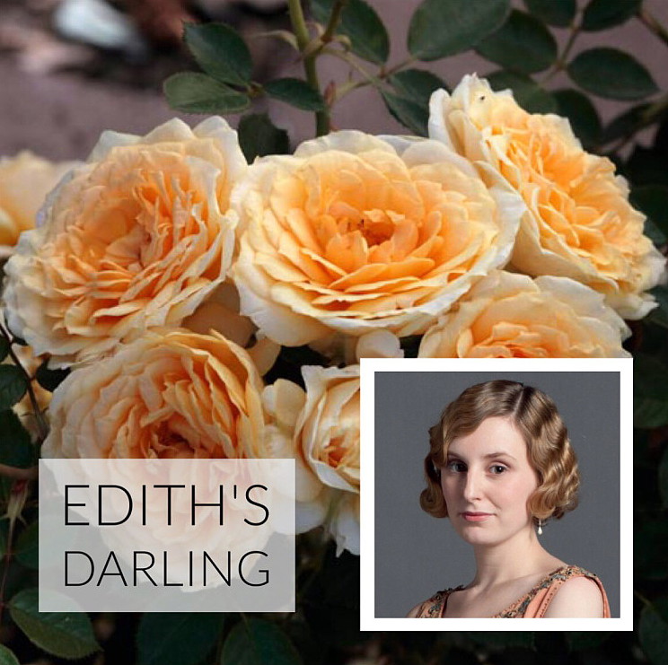 Edith's Darling® Downton Abbey® Shrub Rose Bush - Bareroot - Walmart.com