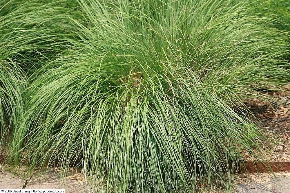 200 PRAIRIE DROPSEED Ornamental Native Grass Sporobolus Heterolepis Seeds - Walmart.com