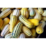 50 Seeds DELICATA SQUASH Striped Sweet Potato Cucurbita Pepo Vegetable ...