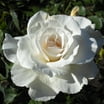 Heirloom Roses - Bolero Rose Bush - White Floribunda Rose Plants ...