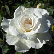 Heirloom Roses - Bolero Rose Bush - White Floribunda Rose Plants ...