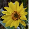 Earthcare Seeds - Arrowleaf Balsamroot 125 Native Flower Seeds, Heirloom, Open Pollinated ...