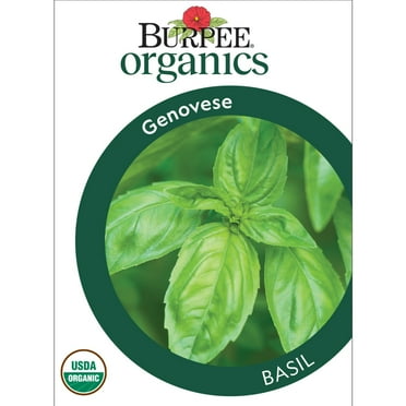Burpee Organic Sweet Basil Herb Seed, 1-Pack - Walmart.com