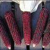 Corn, Indian Ornamental, Broom Corn, Heirloom, Non-GMO, 200 Seeds ...