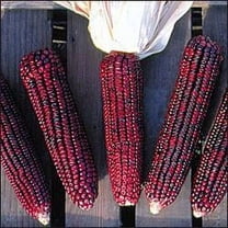 100 Seeds Colorful Ornamental INDIAN CORN WAMPUM Zea Mays Vegetable ...