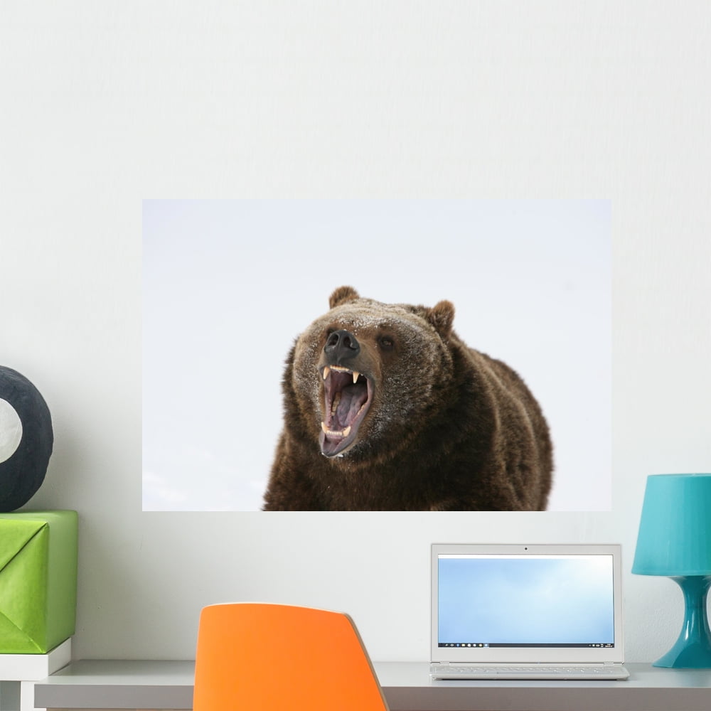 Bear Growling Graphic