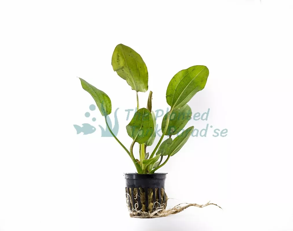 Echinodorus cordifolius Pot radican sword live aquarium Plants - Walmart.ca