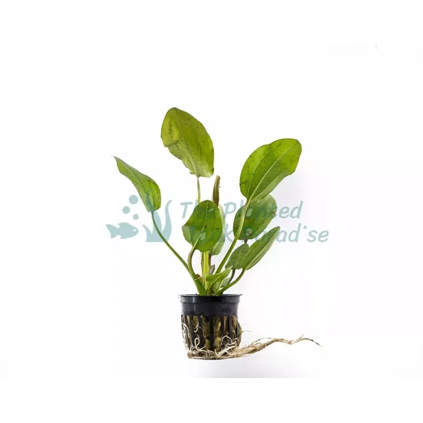 Echinodorus cordifolius Pot radican sword live aquarium Plants - Walmart.ca