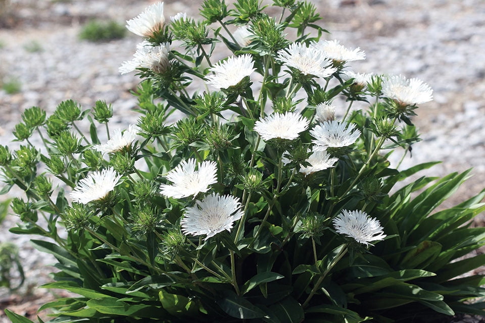 Divinity Stokes Aster Perennial - Stokesia - Snowy White Blooms ...