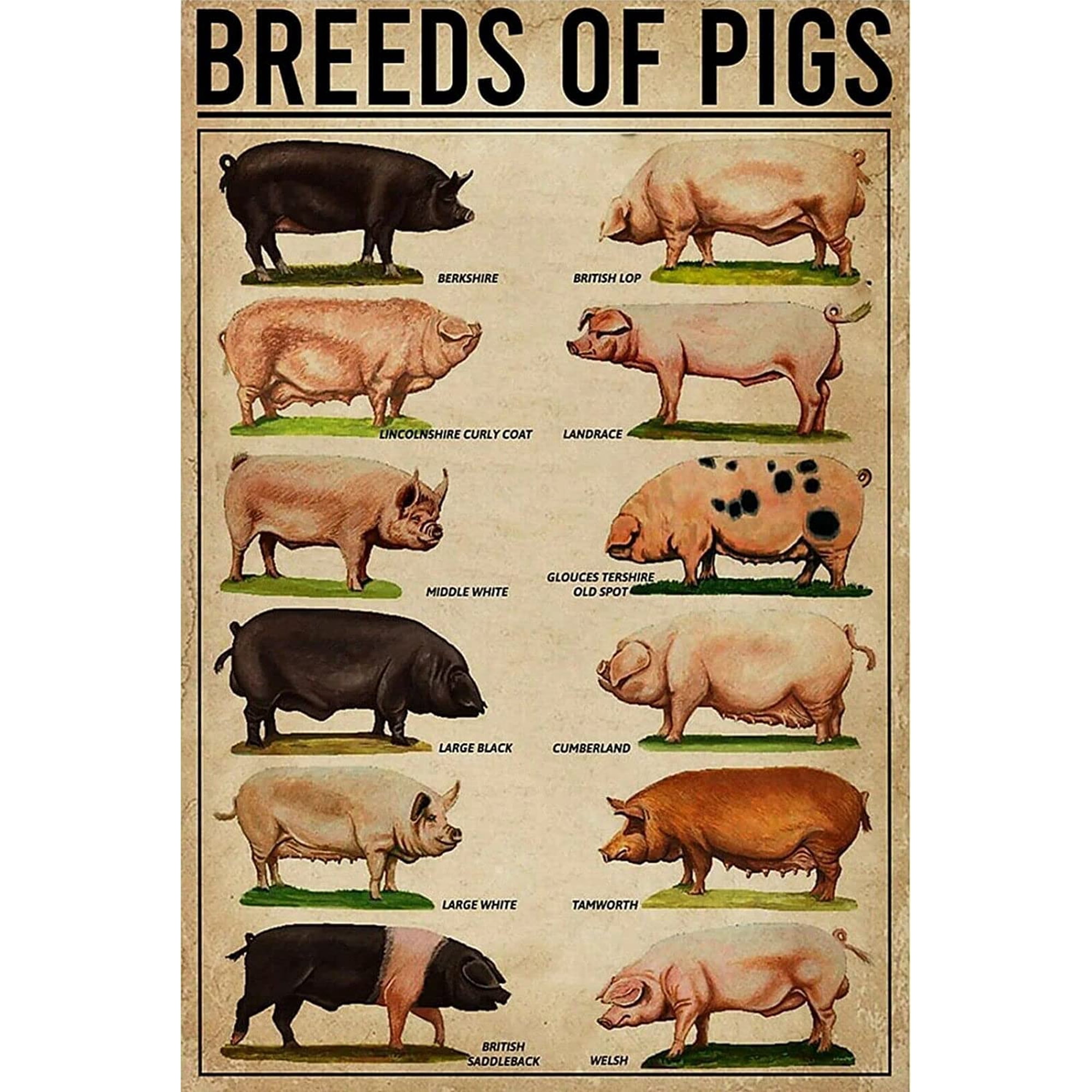 Click here for Unbranded Vintage Tin Metal Poster Sign Types Of P... prices