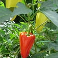 Sweet Gypsy Hybrid Pepper Seeds, 20 Heirloom Seeds Per Packet, Non GMO ...