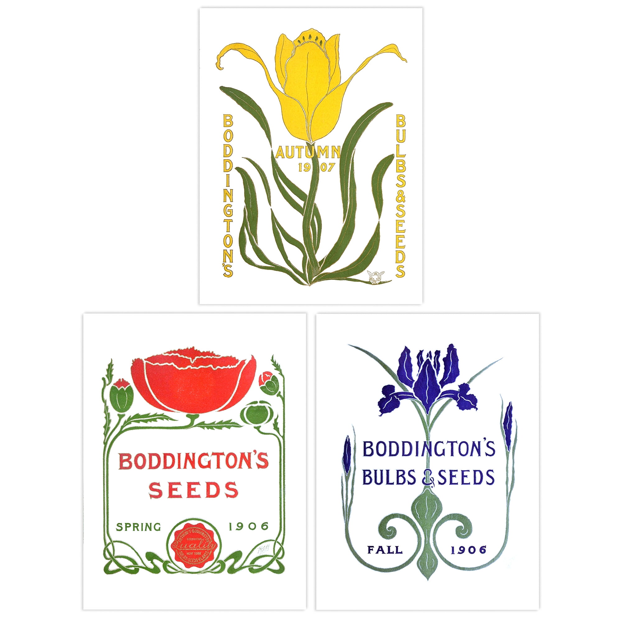 Pack of 3 Boddington Bulbs and Seeds 1906 Yellow Autumn Red Spring Blue ...