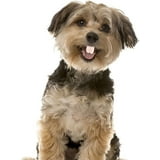 Ikohbadg Funny Fake Teeth for Dogs Realistic Pet Dentures Halloween ...