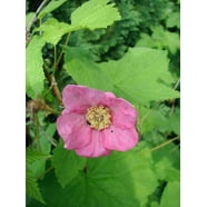 6 barerot plant Joan J Thornless Everbearing Red Raspberry -Huge 2 Yr ...